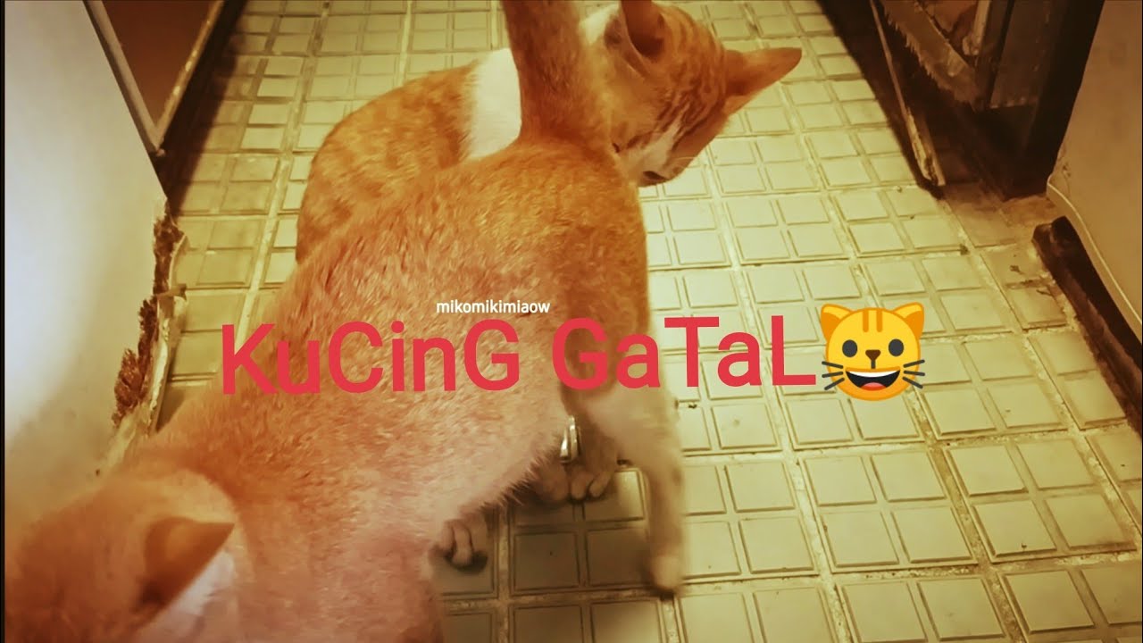 Kucing pacaran😺 - YouTube