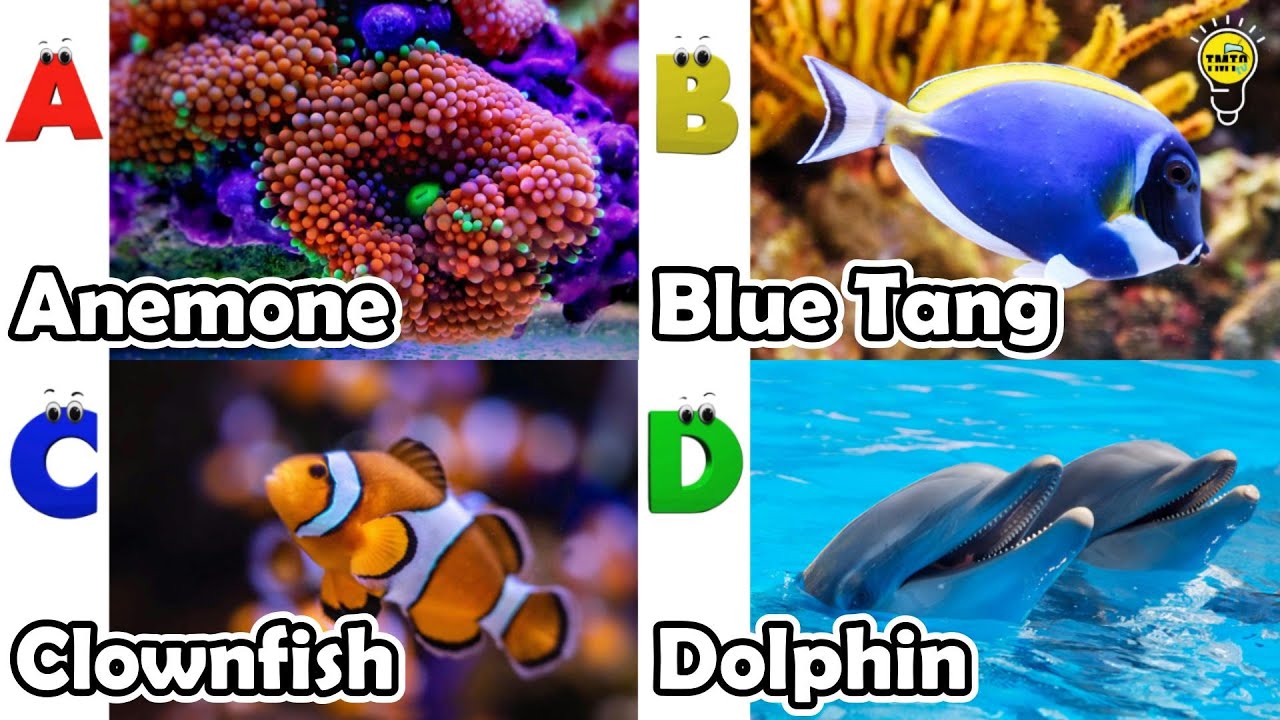 ABC phonics animals | ABC Sea Animals song | English and Animals for ...