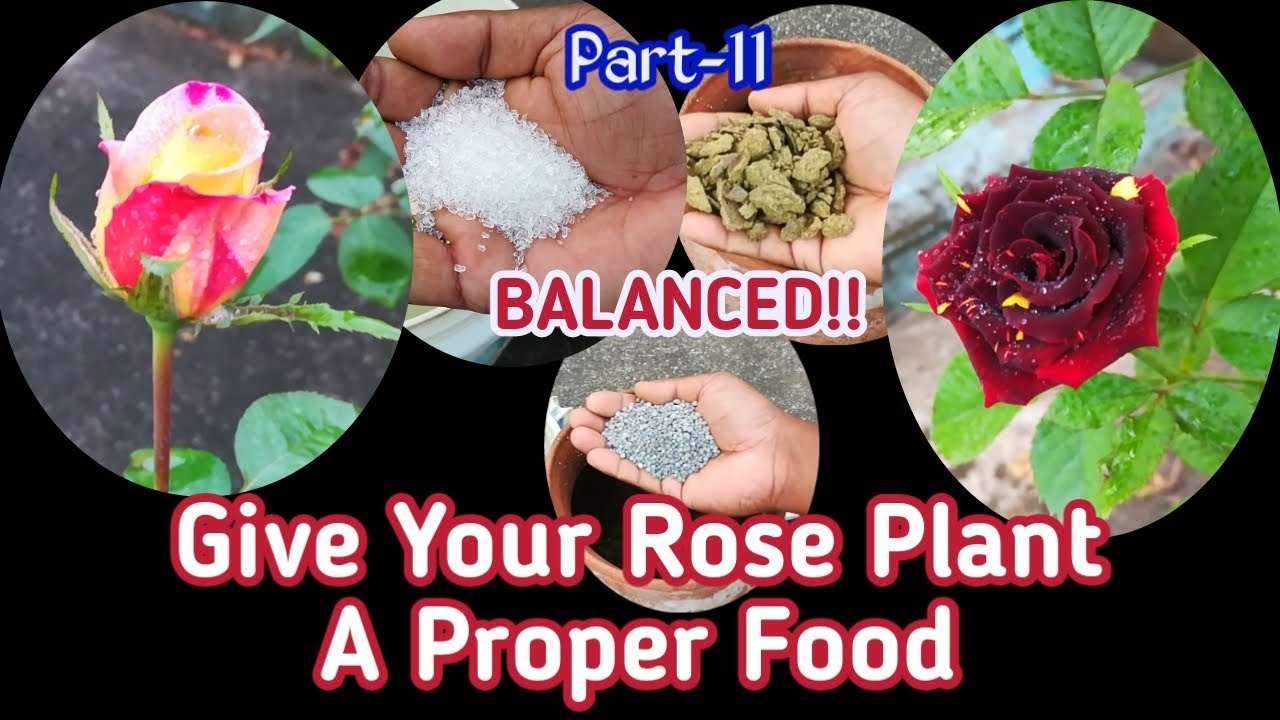 How To Feed Rose Plant In A Proper Way ll गुलाब को खाना देने का सही ...