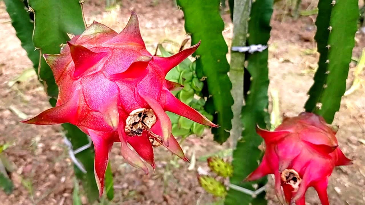 Big Size Dragon Fruit Farming in Bangladesh,How to grow dragon fruits ...