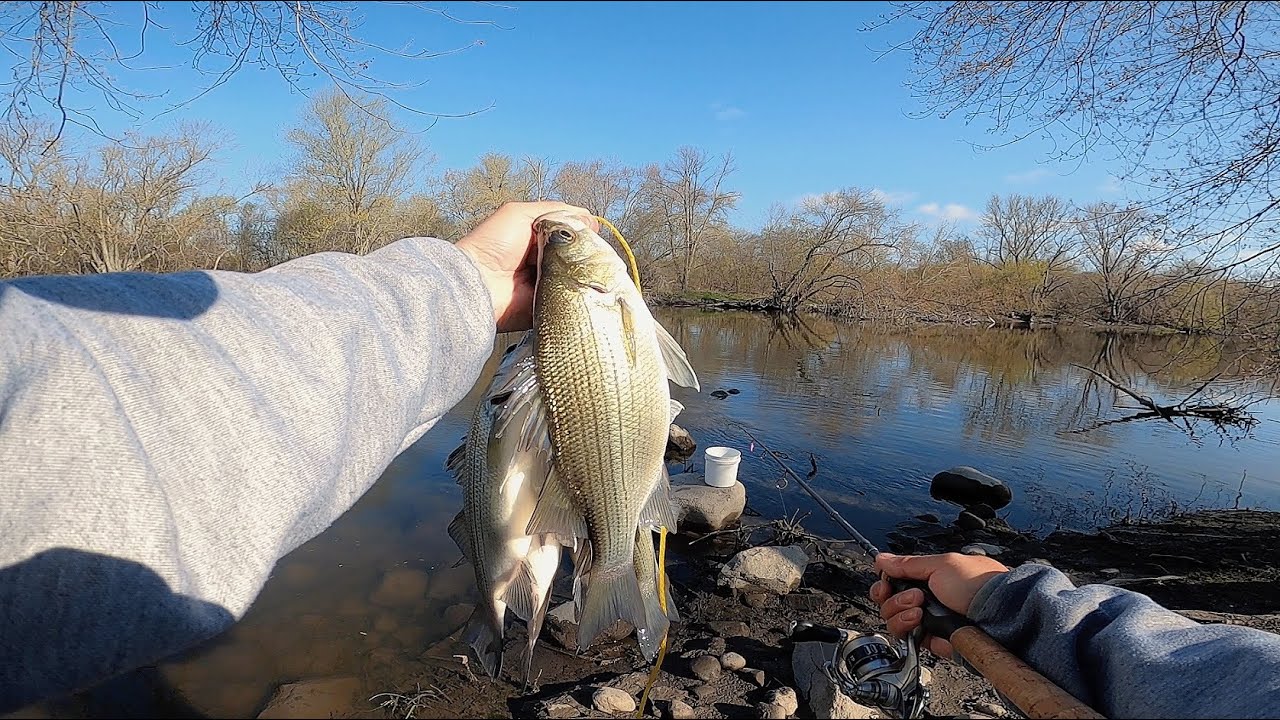 Fishing Roadside River Bend for White Bass! (Bonus Catch) - YouTube