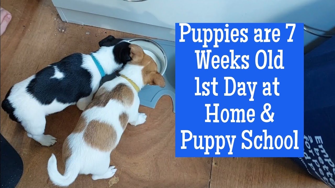 Our new puppies are 7 weeks old and had their first day with us - YouTube