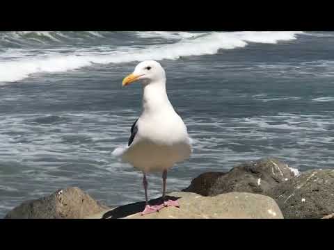 The Seagull and the 🌊 Ocean 🌊 