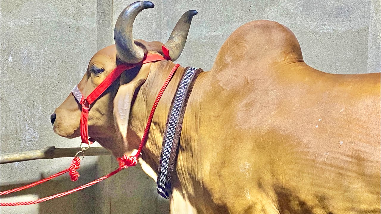 ALLHAMDULLIA QURBANI COW 2023 💞 || PART-2 LODGING & UNLOADED VIDEO 💫 ...