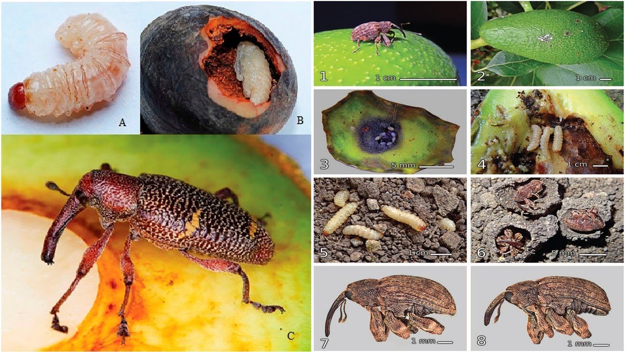 Heilipus lauri (@agronomosrd) - YouTube