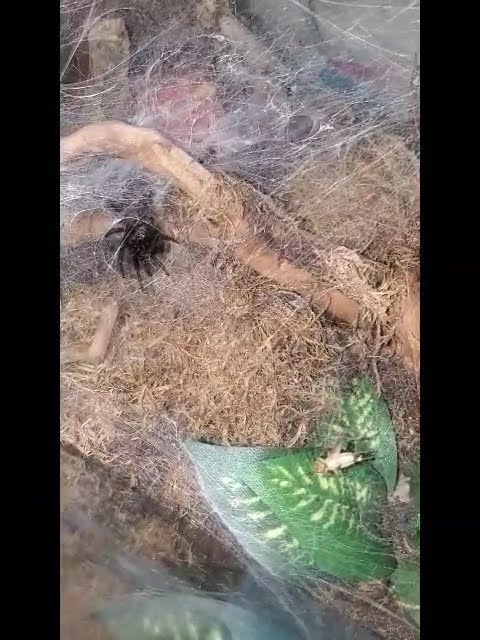 demon spider #spider #tarantula - YouTube
