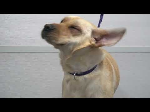 How To Treat Labrador Skin Problems