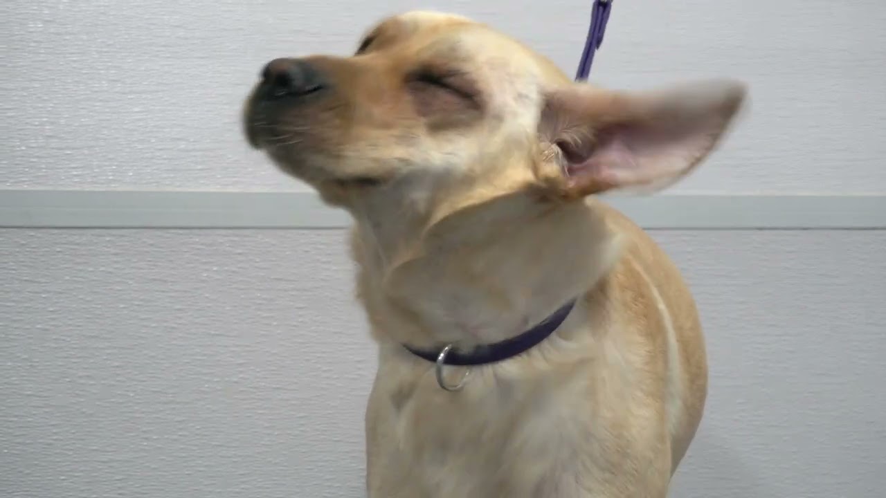 Adorable Labrador Retriever gets a skin soothing treatment - YouTube