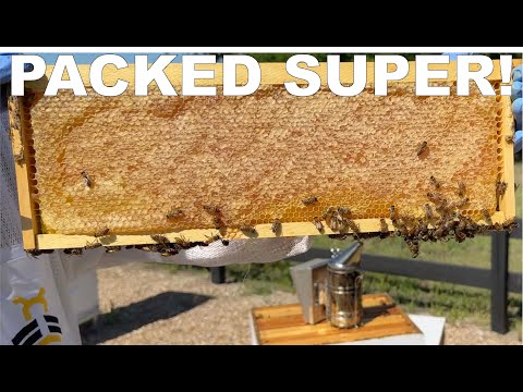 When To Out On Second Super In Beekeeping