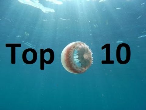 Top 10 Most Dangerous Jellyfish - YouTube