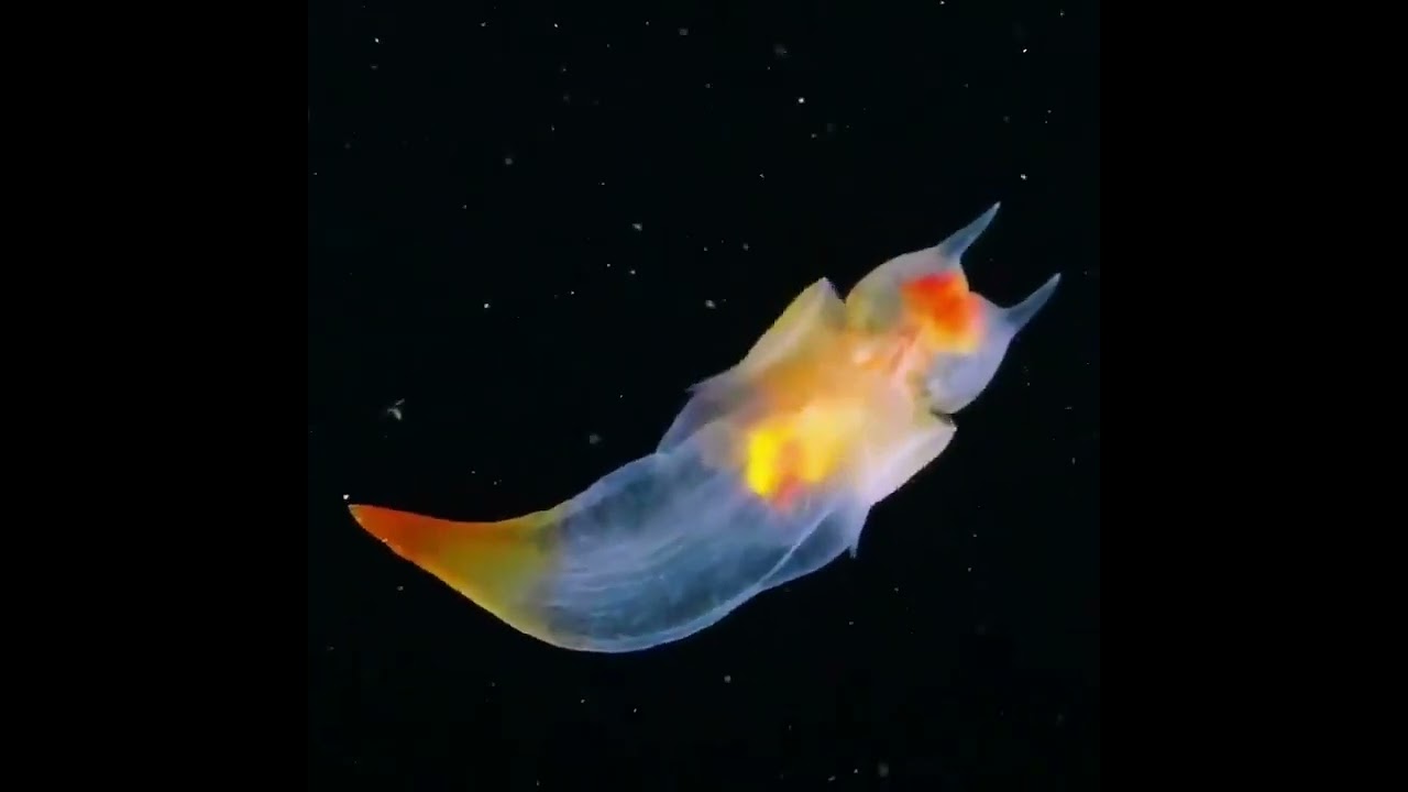 Rare Sea Angel Found in the Arctic Ocean - YouTube