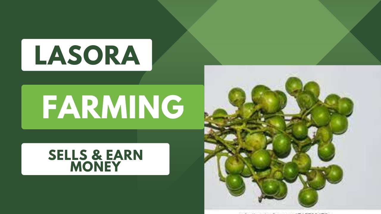 Lasora farming / use for achar /summer generation / sells and earn ...