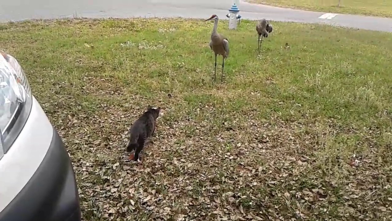 Crane Attack! - YouTube