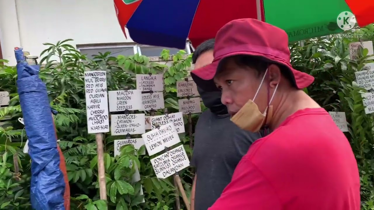 Saan Makabili Ng Mga Seedling Ng Mga Prutas na Abot Kaya - YouTube