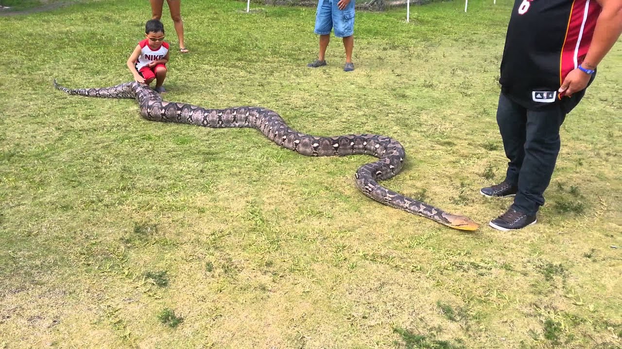 Me playing with a big ass snake at everglades - YouTube
