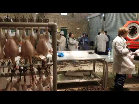 Planting wheat and harvesting turkeys - YouTube