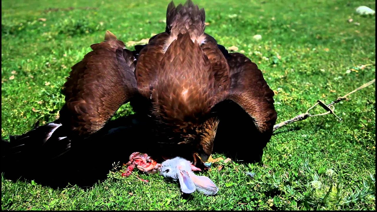 eagle hunt the end of a rabbit - YouTube