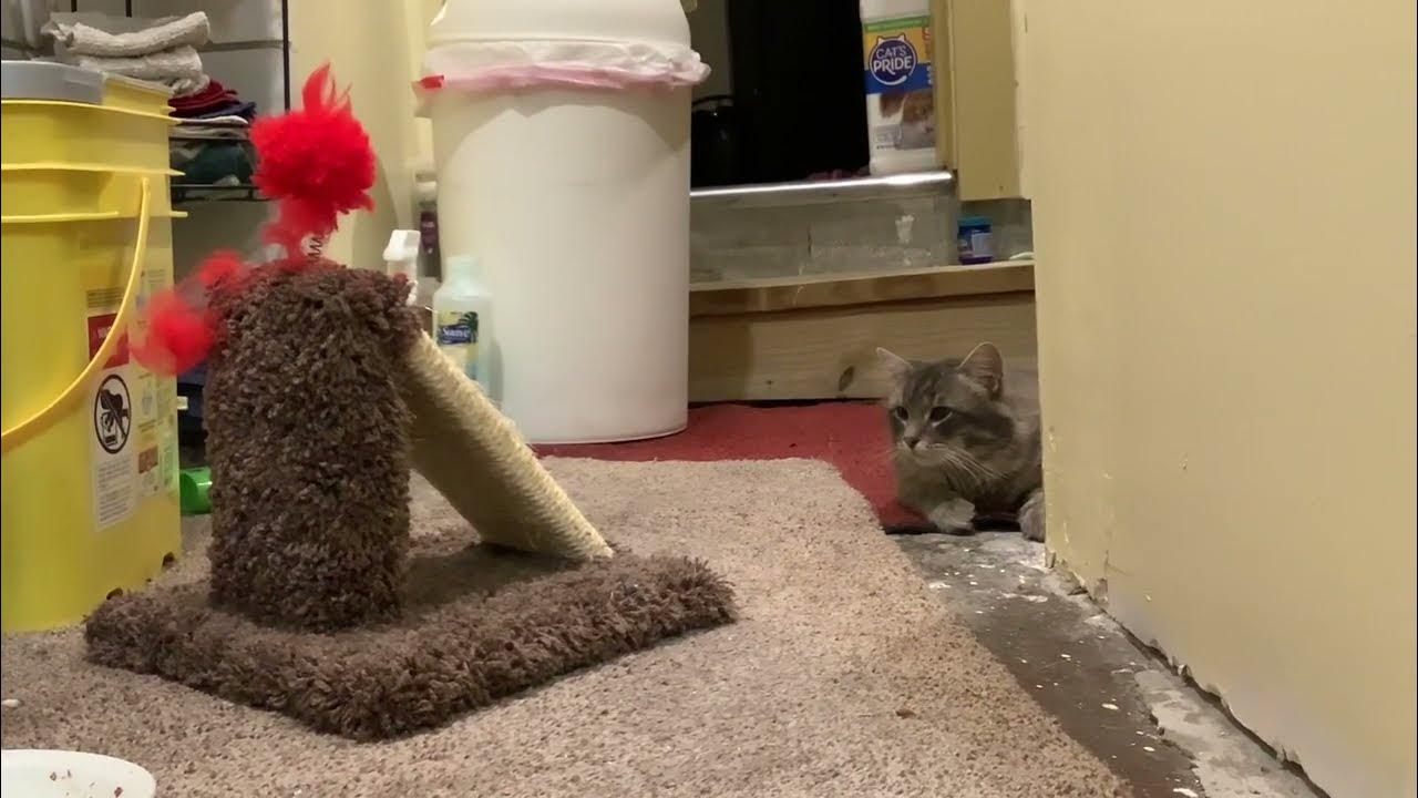 Renamed Feral Cat Enjoys Some Catnip - YouTube