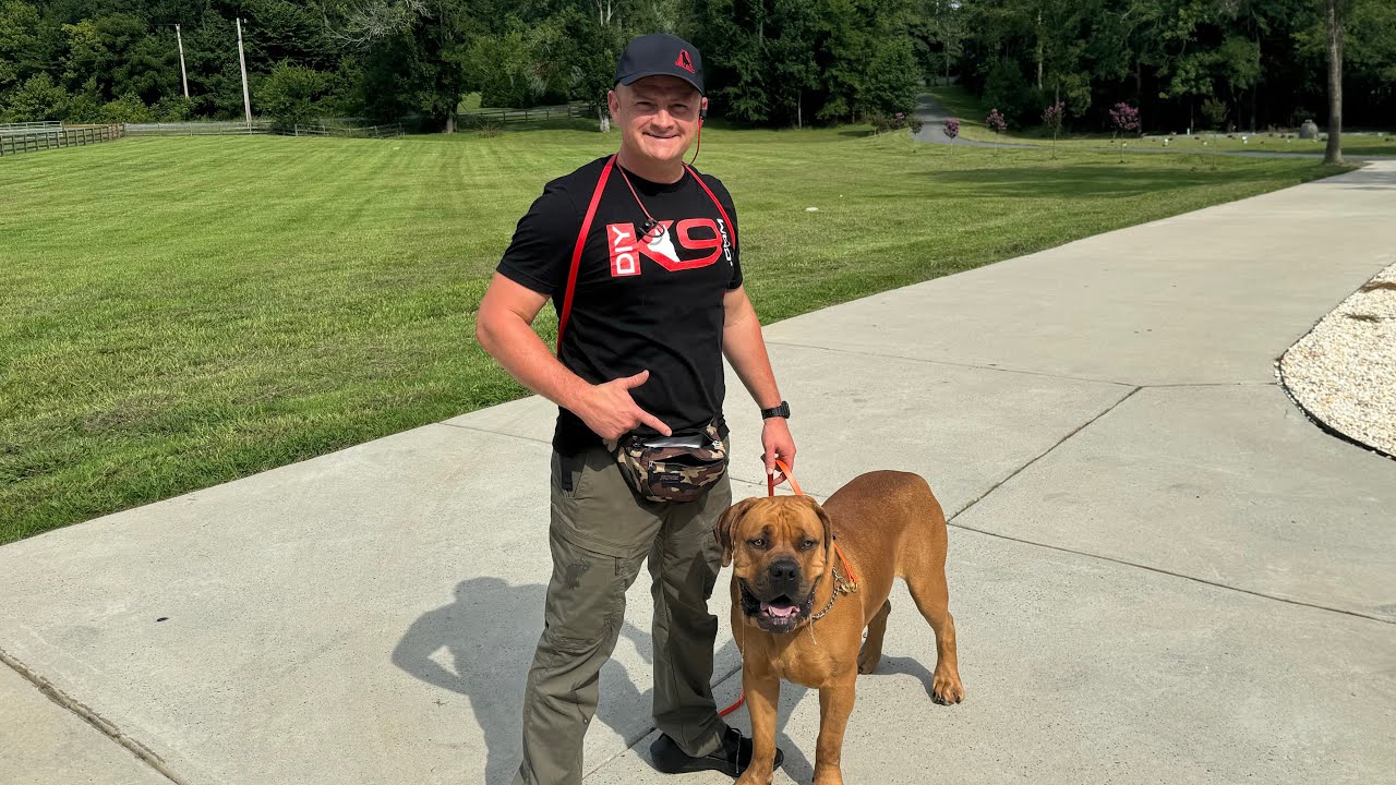 Dog Training Live! - YouTube