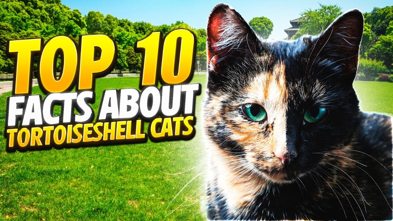 Top 10 Facts About Tortoiseshell Cats - YouTube