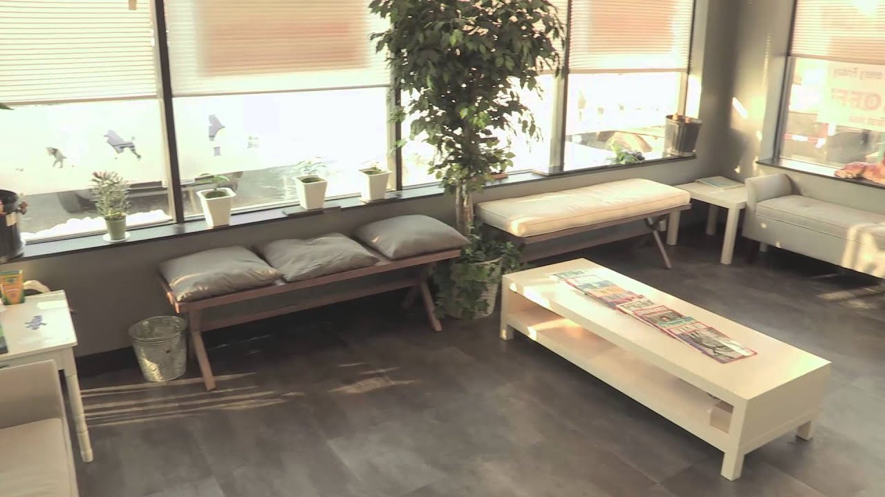 Paws and Feathers Veterinary Clinic - YouTube