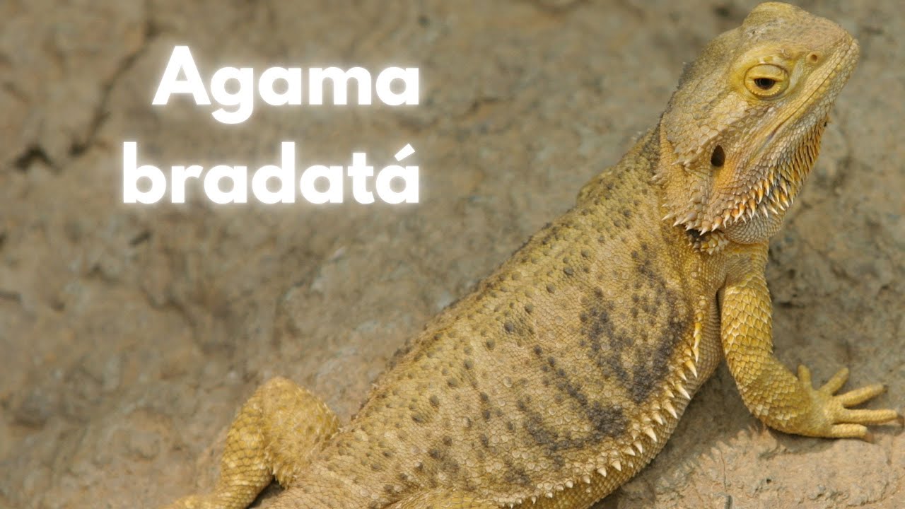 Agama bradatá - YouTube