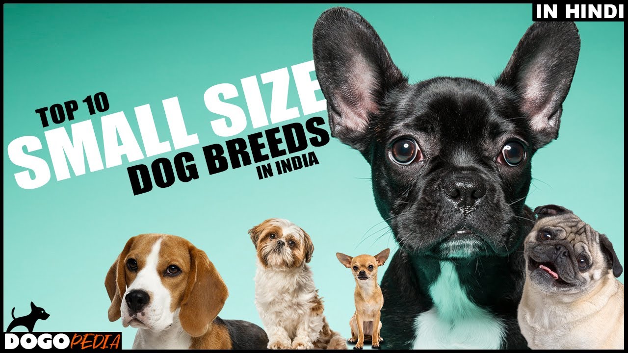 Top 10 Small Size Dog Breeds (In Hindi) | Small Dog Breeds | Best Small ...