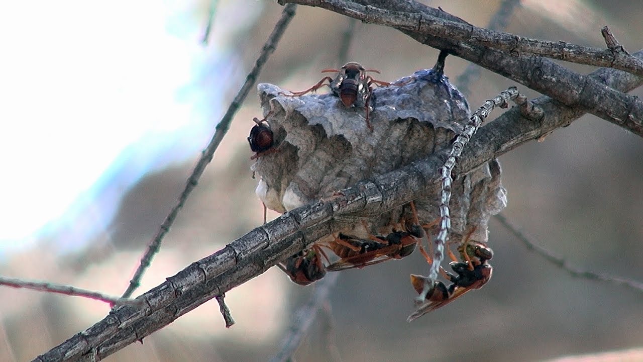 Australian PAPER WASP feeding its larvae with fluids of a green ...