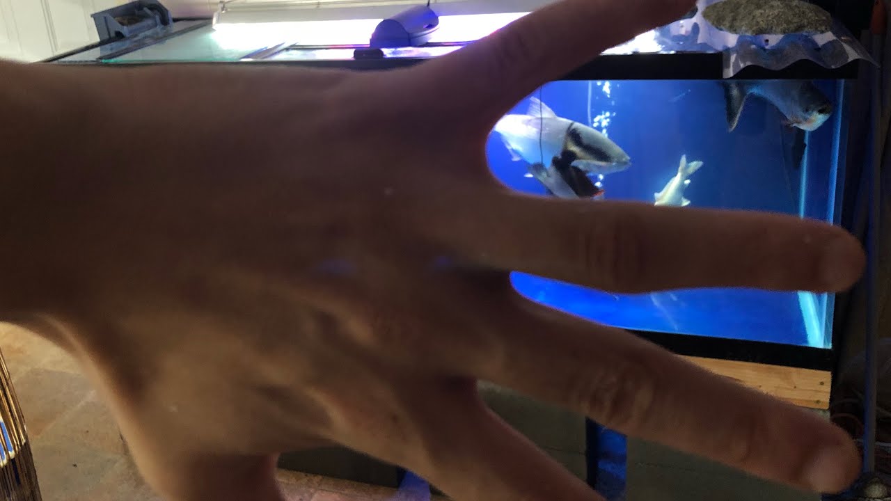 200 gallon monster fish tank reveal! - YouTube