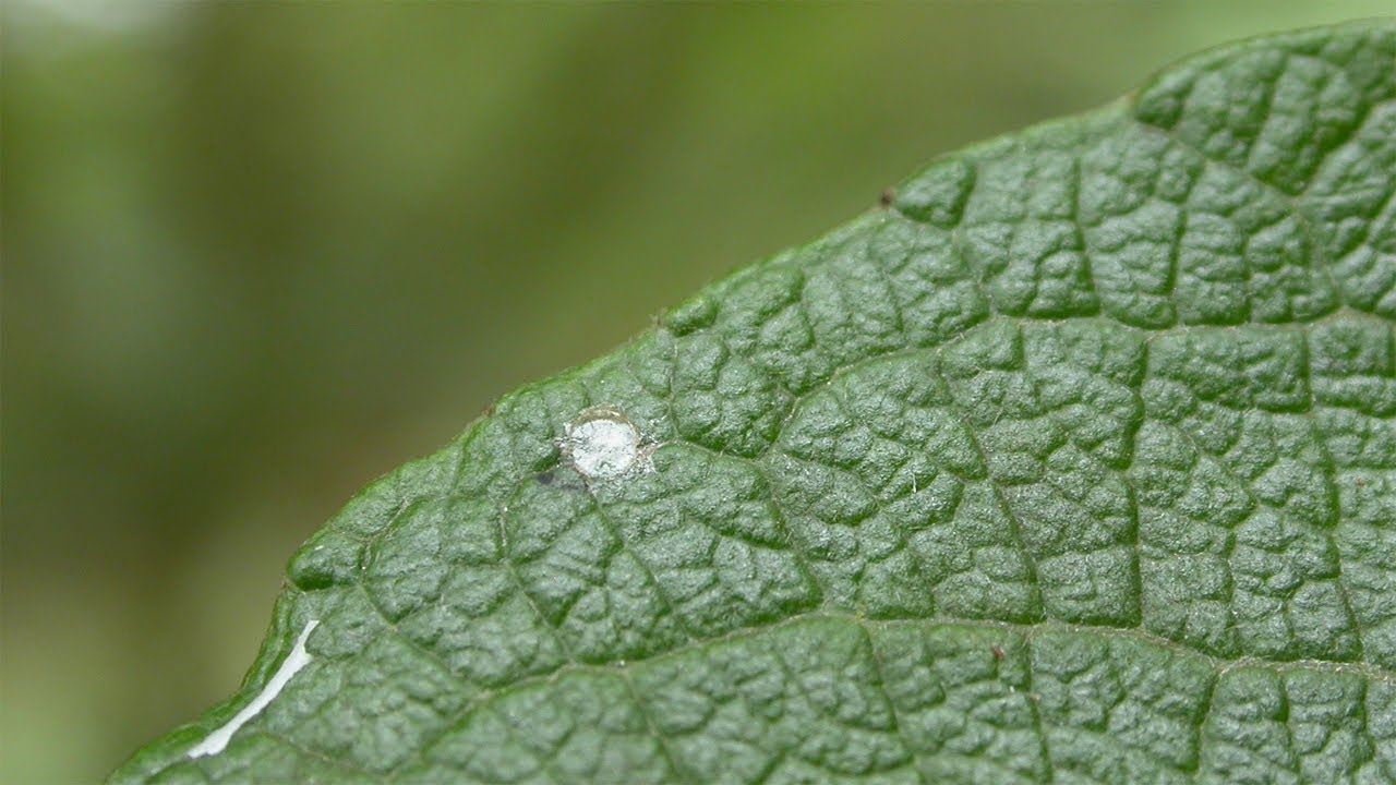 Found from the base of the Emperor's egg - YouTube