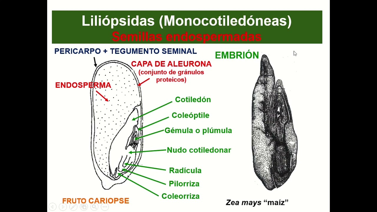 Clase 2 Semilla y Plántula - YouTube