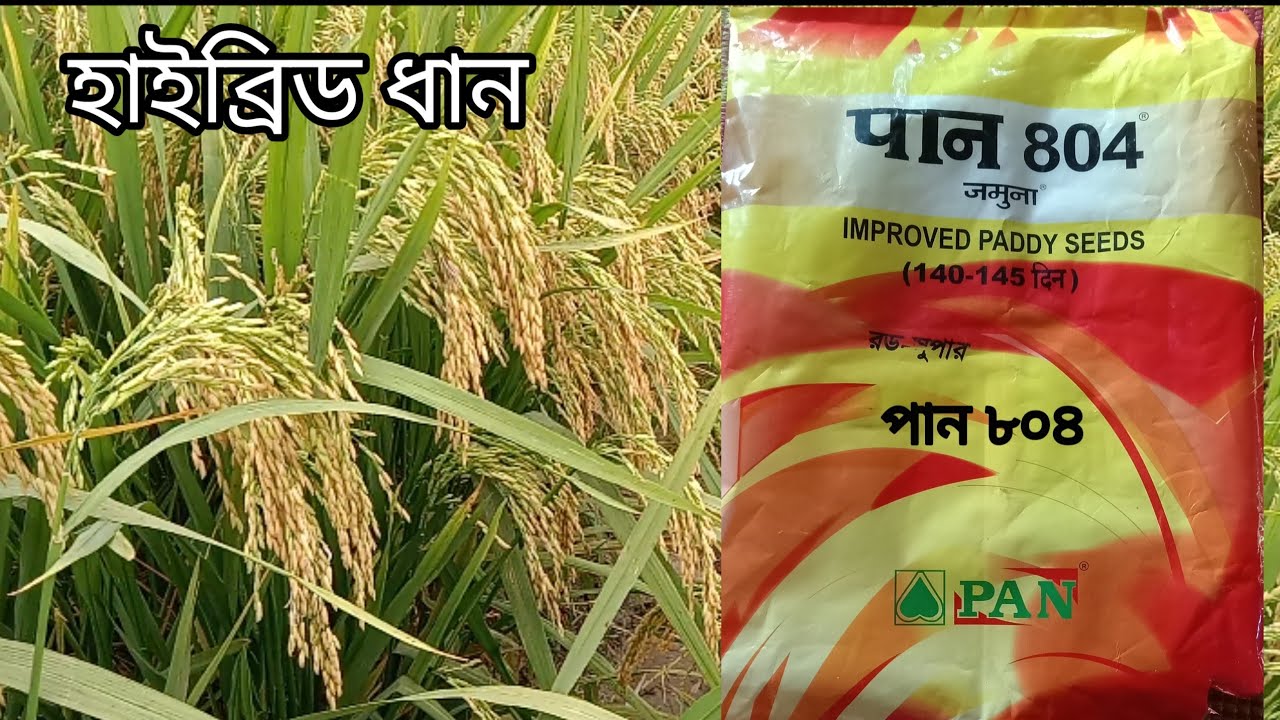 উচ্চ ফলনশীল ধান PAN 804 বাংলাদেশে সেরা জাতের ধান। Paddy seed ...