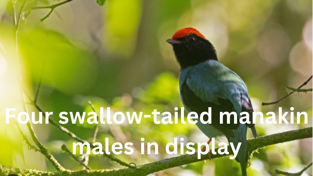 Four swallow-tailed manakin males in display - YouTube