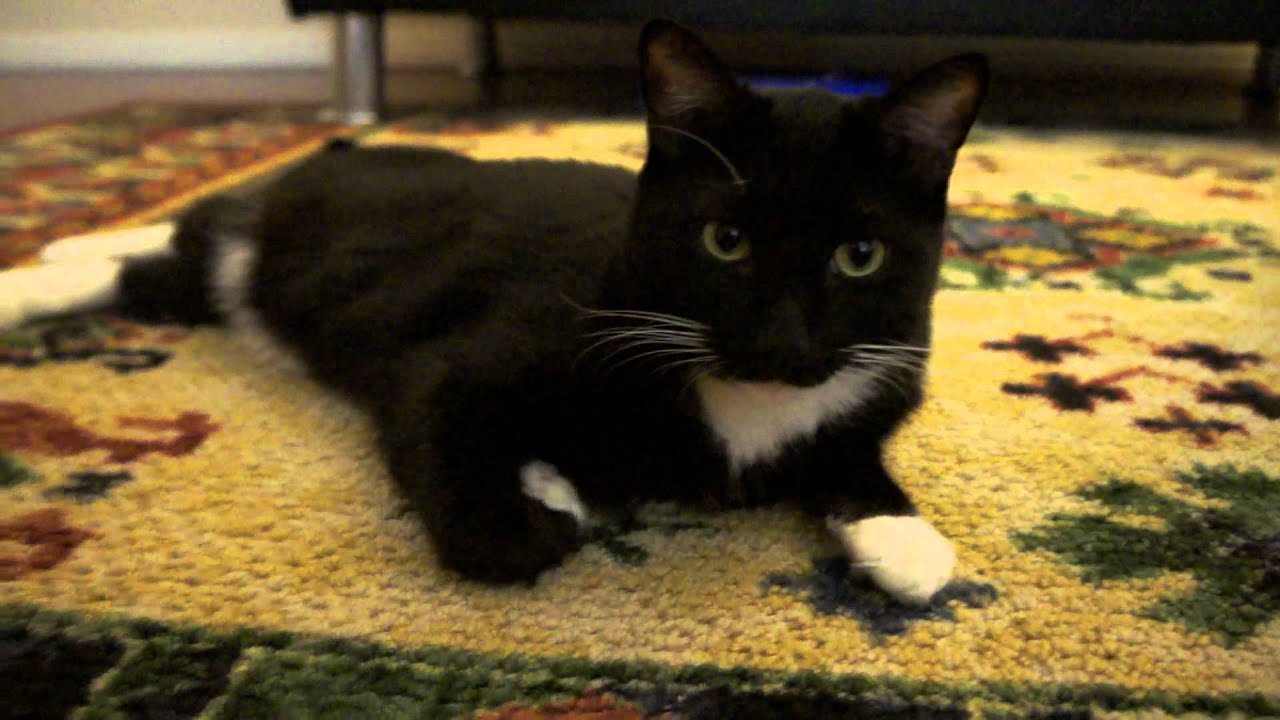 Max The Tuxedo Cat record with Sony NEX-5N 1080p 60Fps low light indoor ...