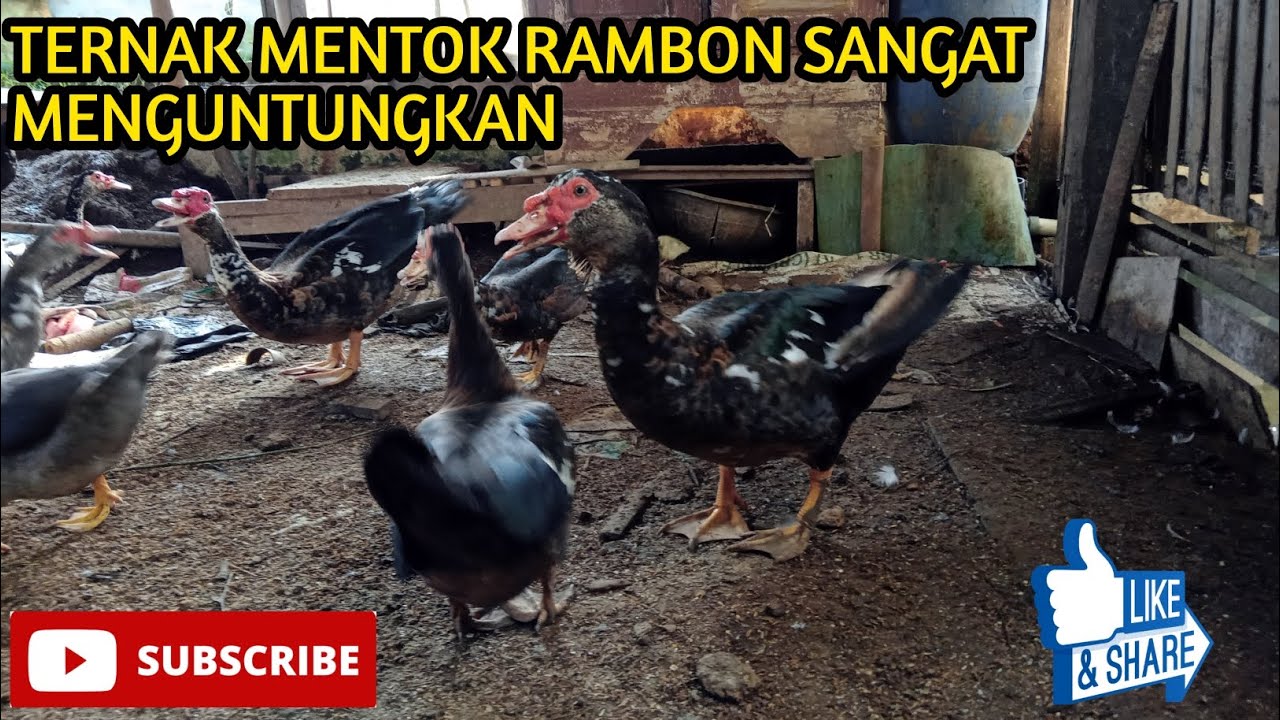 harga mentok rambon diwilayah kami sangat bagus dan menjanjikan - YouTube