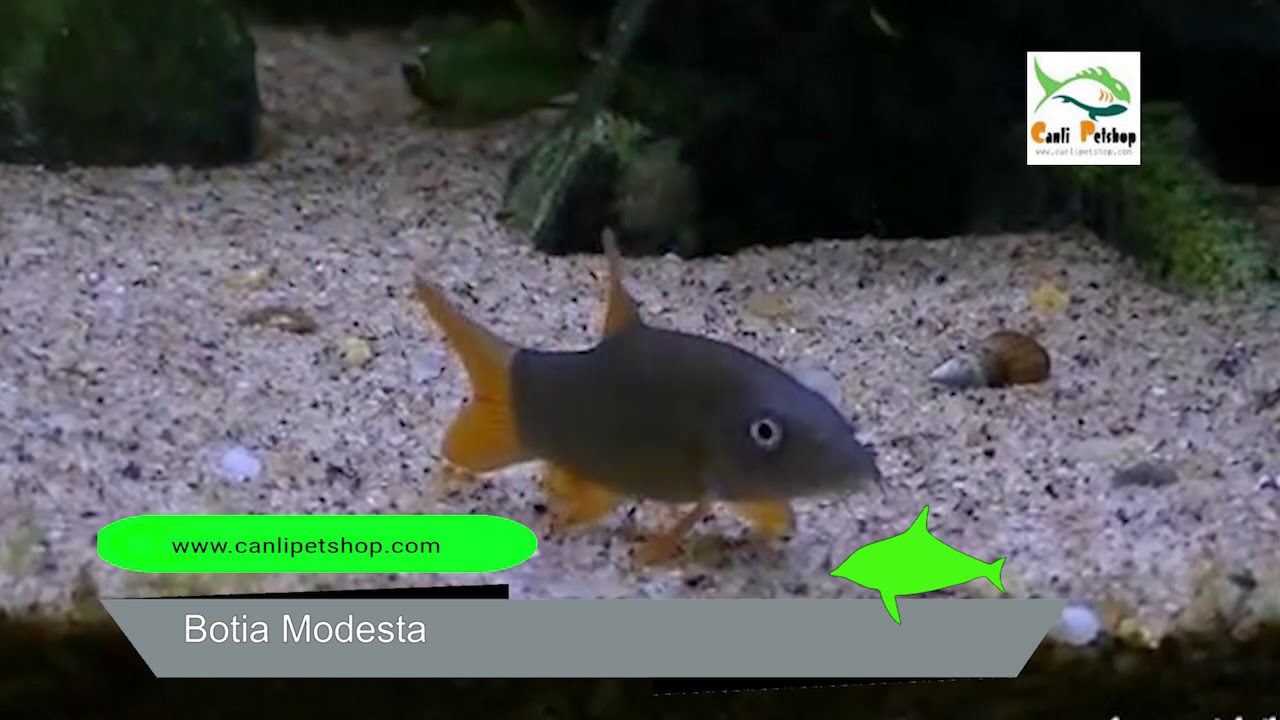 Botia Modesta Part 1 - YouTube