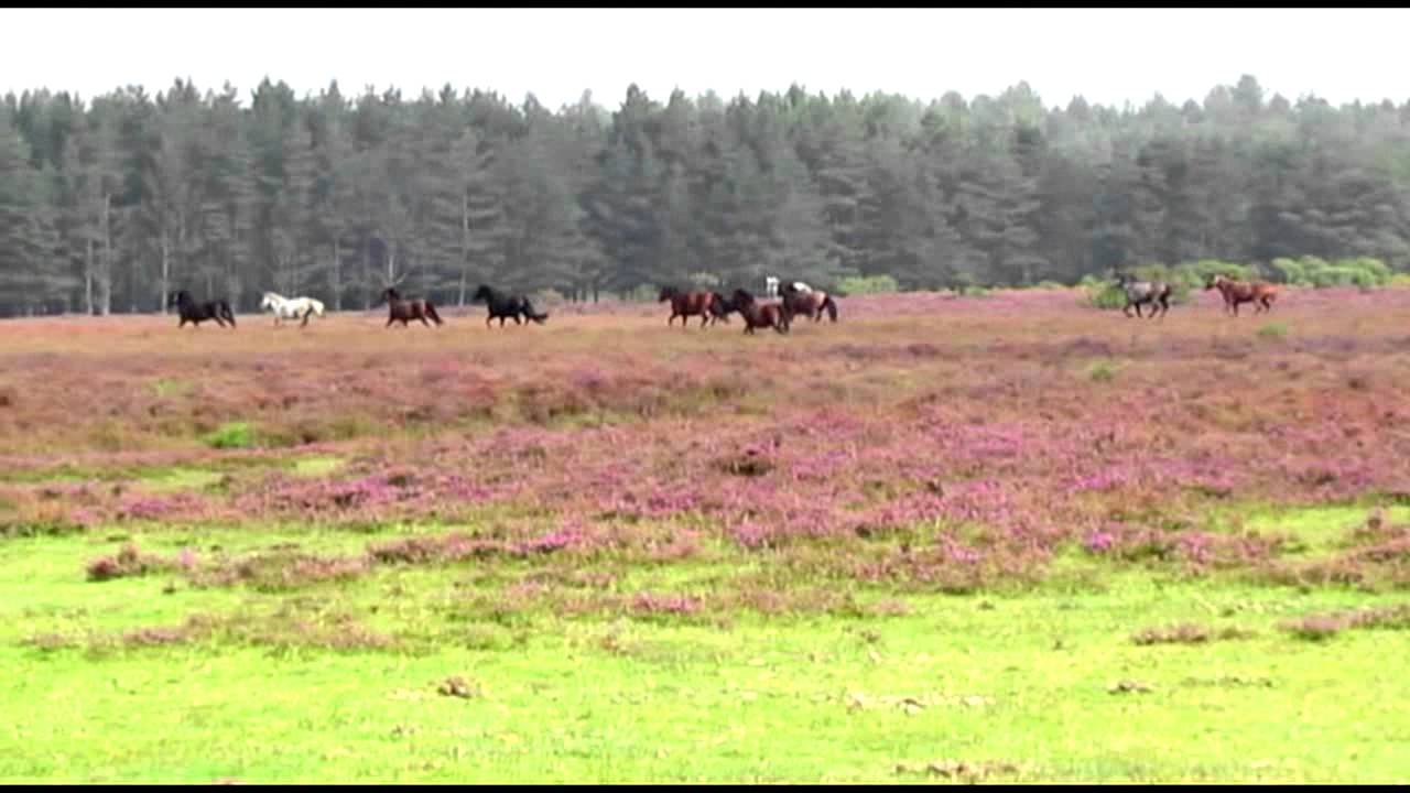 Stampede of New Forest Ponies - YouTube