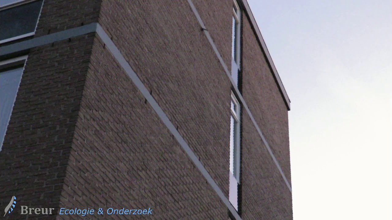 Gierzwaluwnesten in open stootvoegen - YouTube