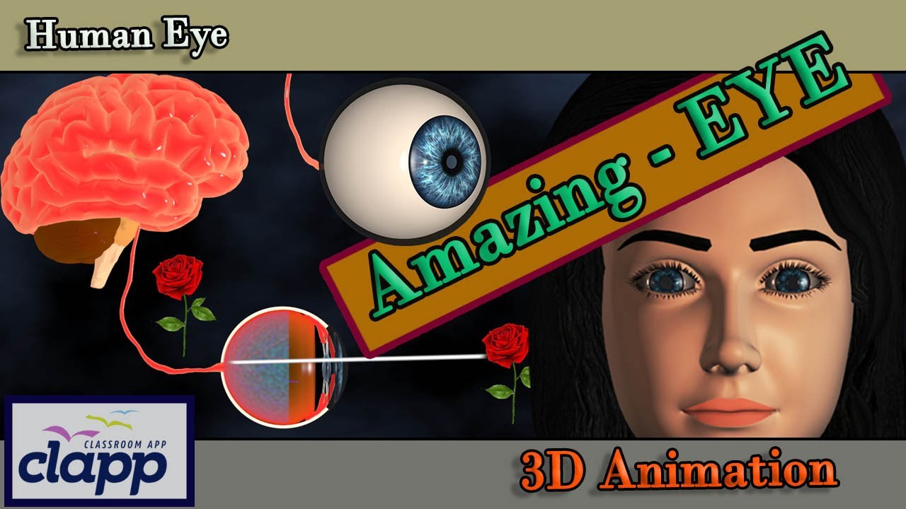 Amazing Human Eye - Structure & Functions Learn more (3D animation ...