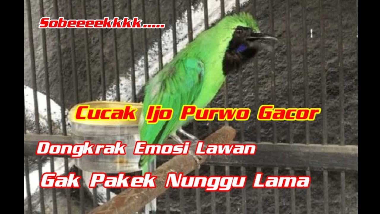 Cucak ijo alas purwo gacor || bikin dongkrak emosi cucak ijo malas ...
