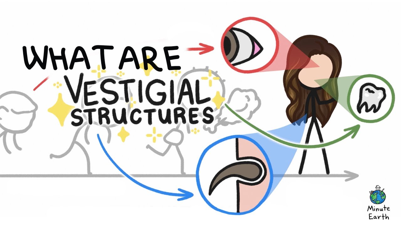 What are vestigial structures? And you have them? - YouTube
