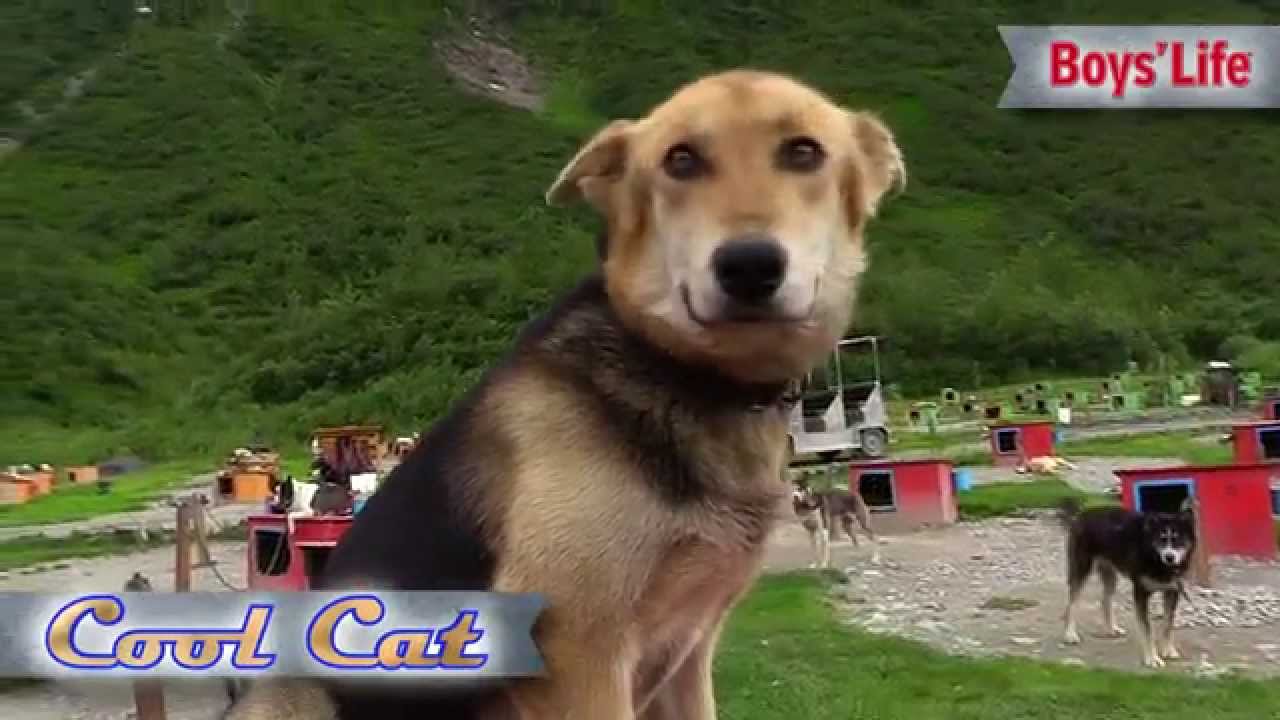 Meet Cool Cat, one of Matt Failor's top dogs - YouTube