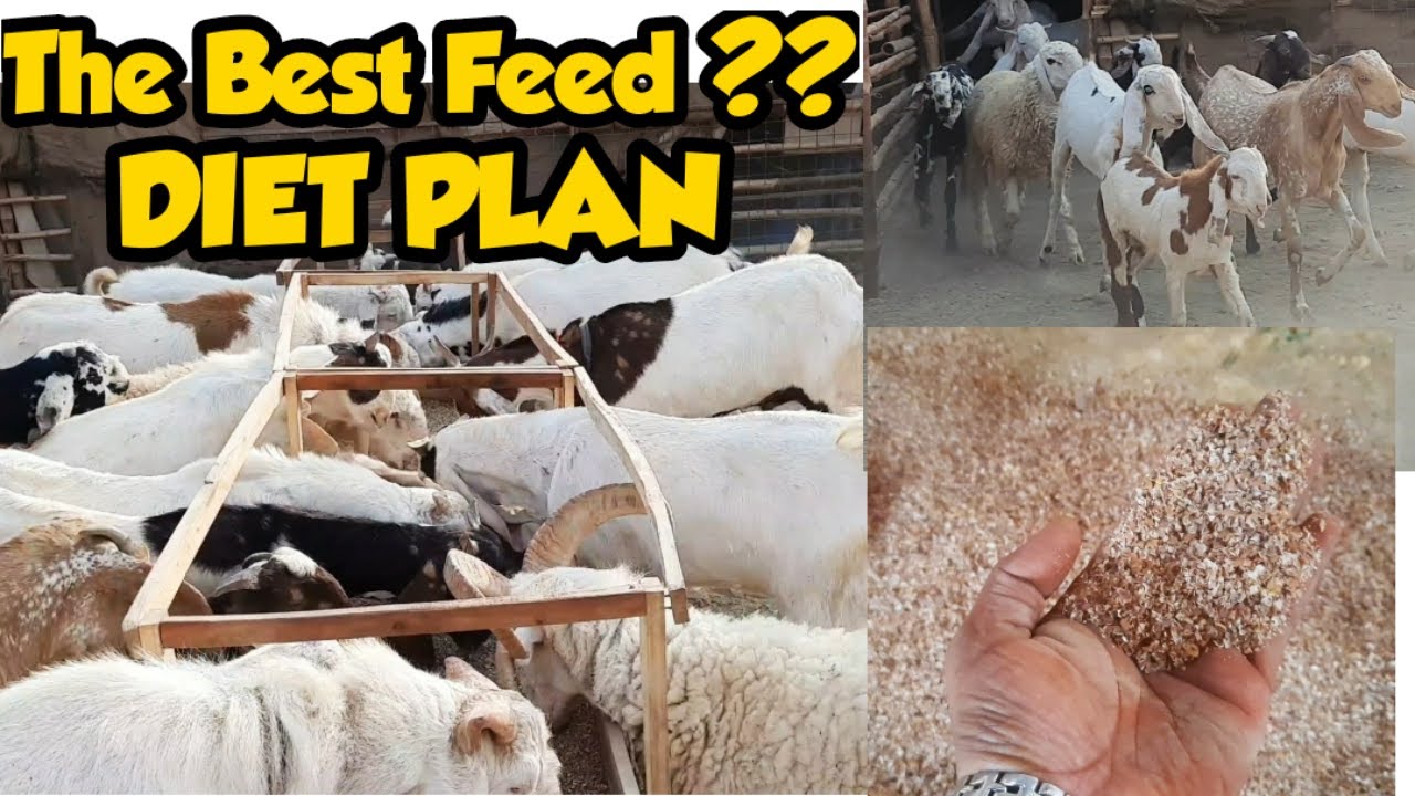 THE BEST GOAT FOOD || COMPLETE DIET PLAN || KGF SHARES FEED DETAIL ...