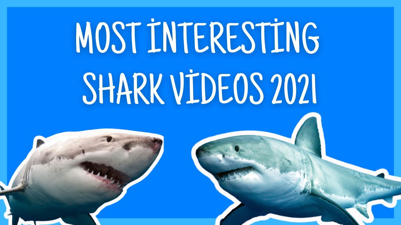 THE MOST INTERESTING SHARK VIDEOS: Lucky People Who Can Escape From The ...