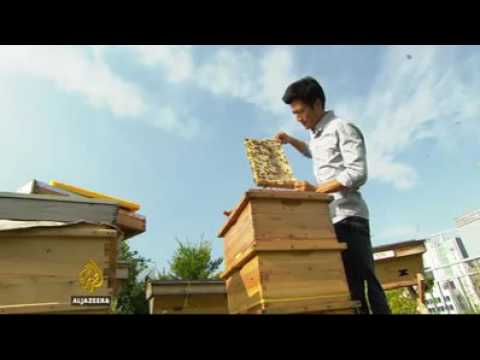 Urban beekeeping takes off in South Korea Al Jazeera Video - YouTube