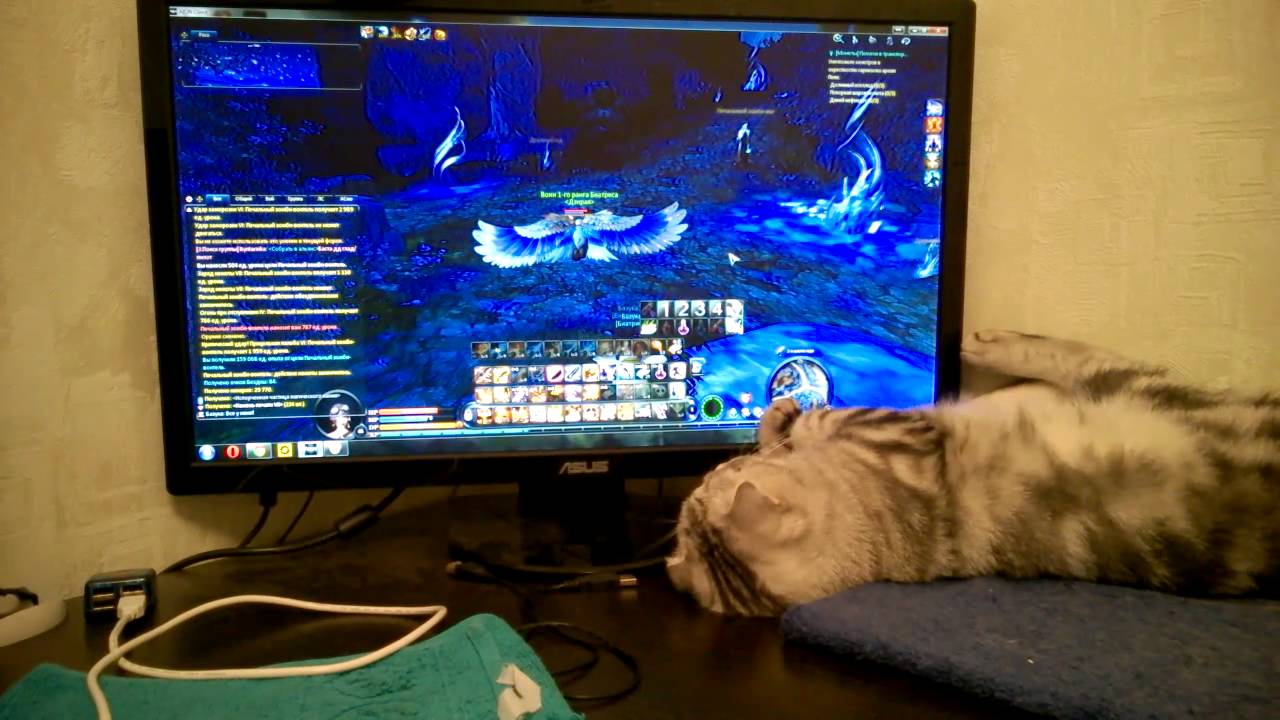 Cat and Aion ) - YouTube