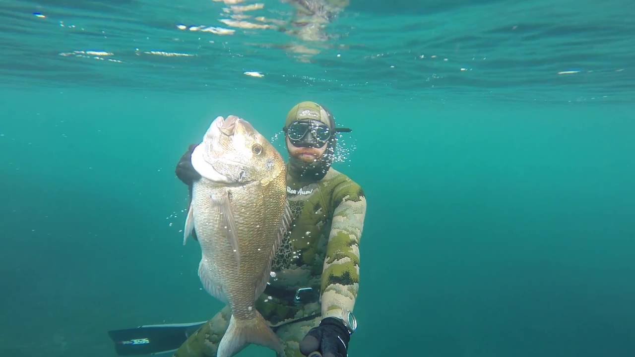 7kg Bay of Islands Snapper on a burley - YouTube