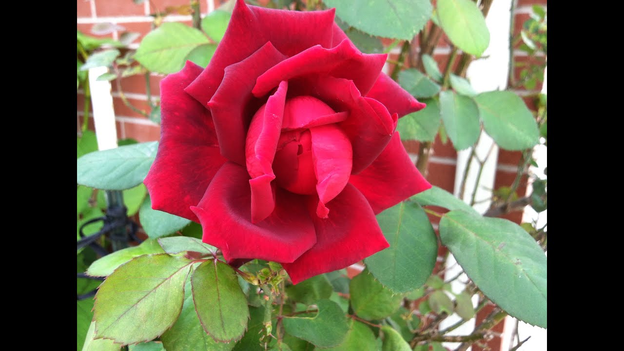 Rosa de latas de Aluminio/How to Make Coke Can Rose - YouTube