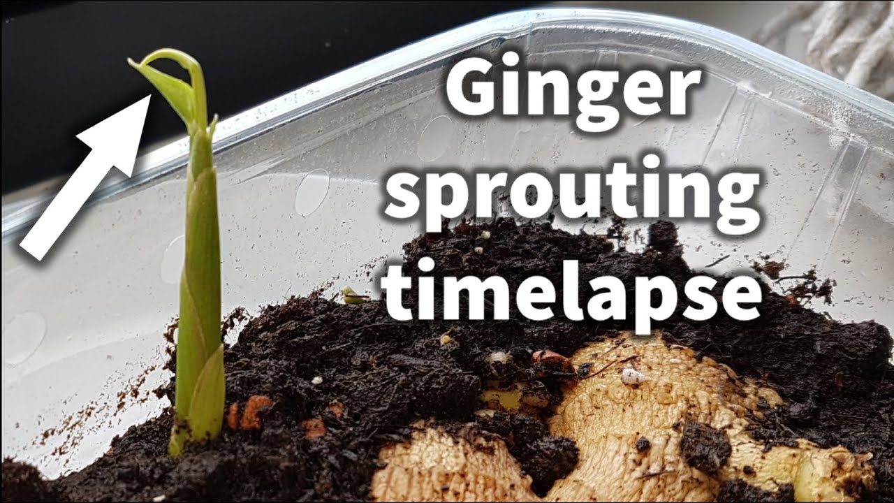 4K time-lapse of edible ginger plant (Zingiber officinale) growing over ...