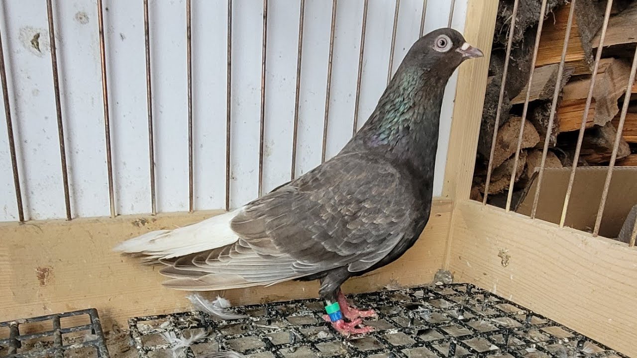 Nie ma gołębi pokoju.Gołebiarz Tomili fr87,,Jedna jest zasada zniszczyć ...